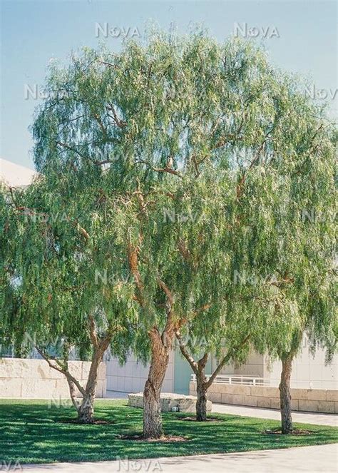 California Pepper Tree Schinus Molle