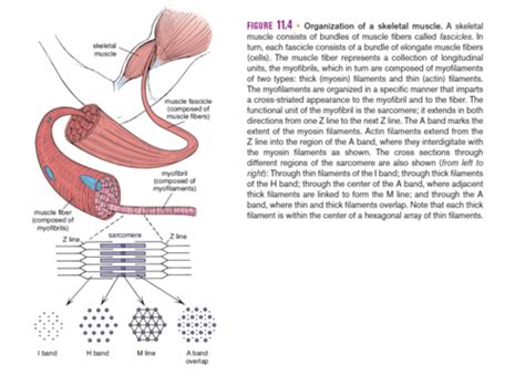 Purdue Bio203 Exam 2 Flashcards Quizlet