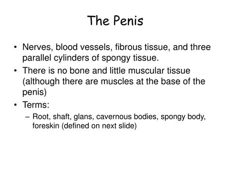 Ppt Chapter 5 Male Sexual Anatomy And Physiology Powerpoint