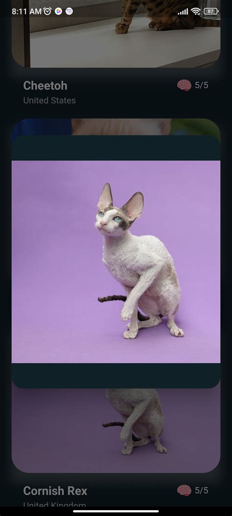 Github Estarly Cat Api