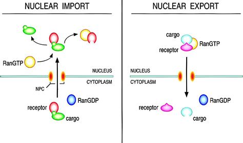 Transport Of Proteins And Rnas In And Out Of The Nucleus Cell