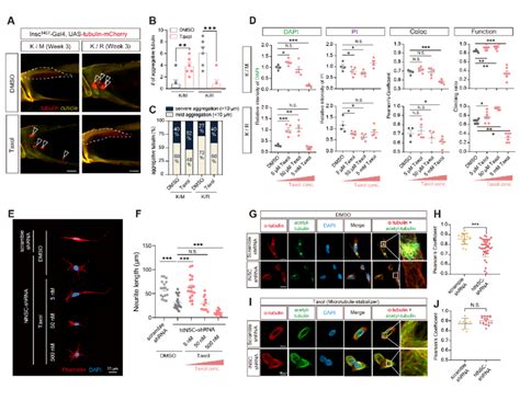 Treatment Of Optimal Concentration Of Taxol Rescued The Morphological