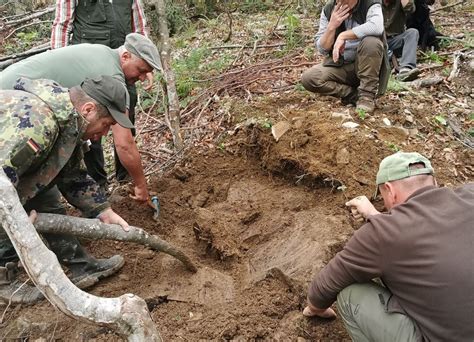 Exclusiv Tăieri Ilegale în Serie Confirmate în Pădurile De La Strâmbu Băiuț Metodă