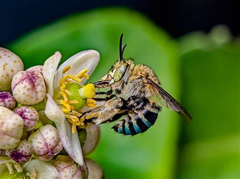 Close Up Macro Photo Of Blue Banded Bee Looking Sideways Looking For