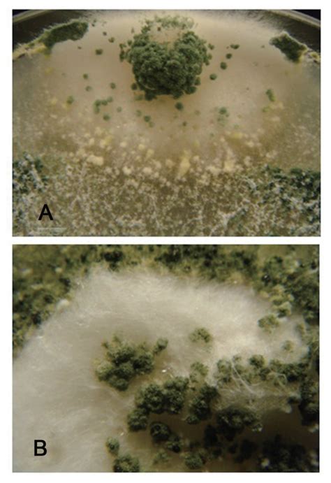 Characterization Of Novel Trichoderma Asperellum Isolates To Select Effective Biocontrol Agents