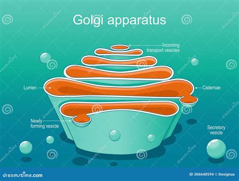 Structure Of A Golgi Complex Close Up Of Golgi Apparatus Anatomy