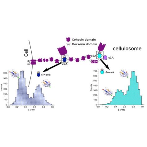 Cipsm Cohesin Dockerin Code In Cellulosomal Dual Binding Modes And Its Allosteric Regulation