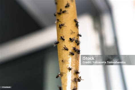 스티커 테이프에 죽은 파리 플라이 페이퍼 끈적 끈적한 테이프 파리 곤충에 대한 트랩 곤충 곤충에 대한 트랩 붙어 파리 노란 끈적