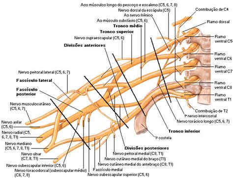 Brachial Plexus Netter