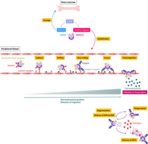 健康和疾病中的中性粒细胞趋化因子受体：双刃剑。cellular And Molecular Immunology X Mol
