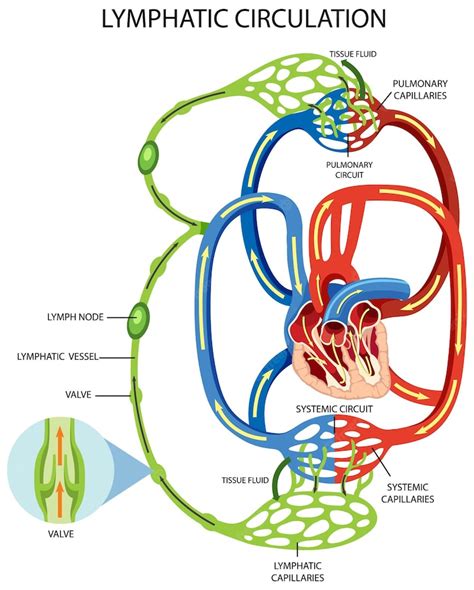 Free Vector Lymphatic Circulation System Diagram