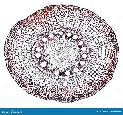 Microscopic Cross Section Cut Of A Plant Stem Under The Microscope