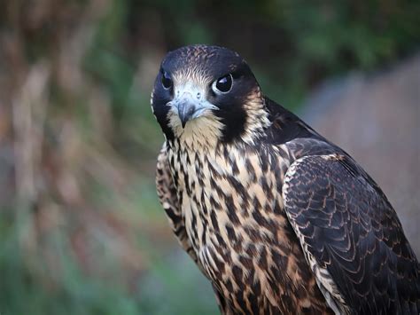 Juvenile Peregrine Falcon Peregrine Falcon Leicestershire And