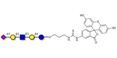 Ls Tetrasaccharide A Lsta Linked To Fluorescein Linker Fluo A
