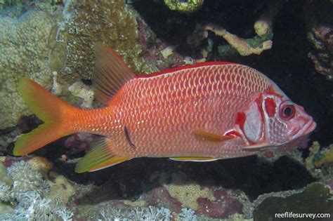 Sargocentron Spiniferum Sabre Squirrelfish Reef Life Survey