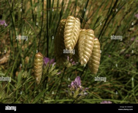 Great Quaking Grass Briza Maxima Spikelets Greece Peloponnese