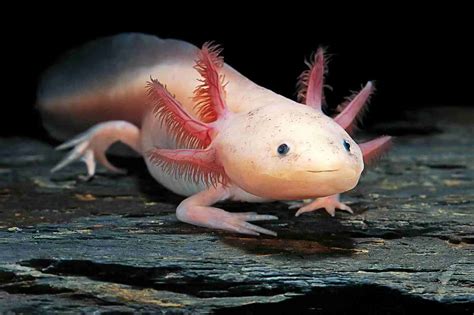 What Do Axolotls Eat In The Wild