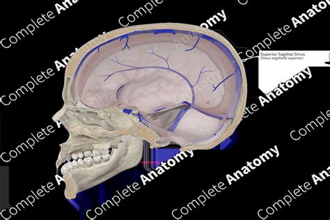 Superior Sagittal Sinus Complete Anatomy