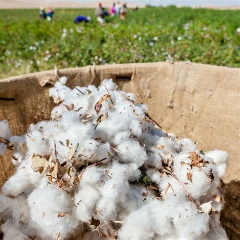 Organic Cotton Goose Feather Bed Mattress Topper Puredown