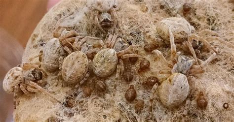 핵잼 사이언스 개미 같은 거미 사회생활을 하는 거미의 비밀