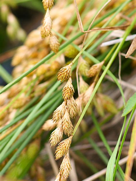 Broom Sedge Tallgrass Prairie Center