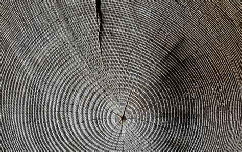 FREE 34 Tree Ring Texture Designs In PSD Vector EPS