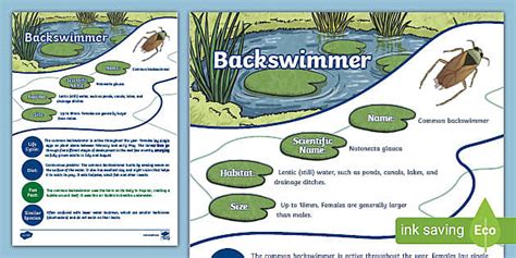 Backswimmer Life Cycle
