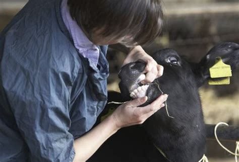 Medicamentos Bovinos Periodos De Uso Y Caducidad Contexto Ganadero
