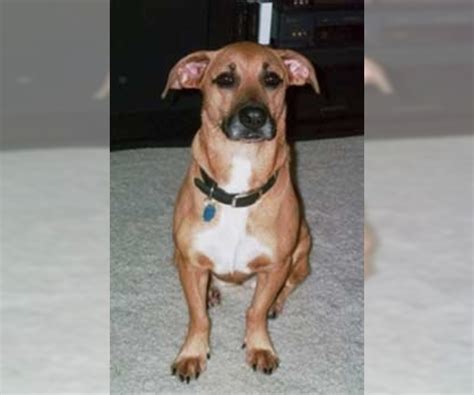 All About Bogle Dog Breed