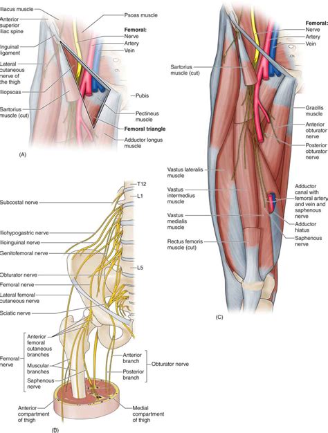 Obturator Foramen Nerve