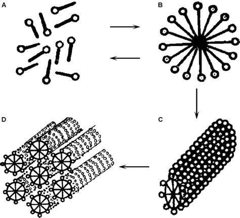 Schematic Drawing Showing The Spontaneous Formation Of Micelles In A Download Scientific
