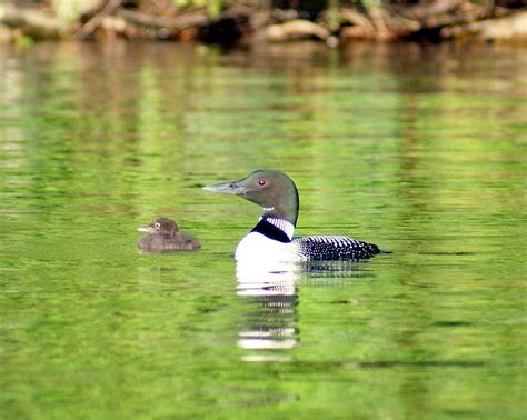 Loons Big And Small Photograph By Steven Clipperton Fine Art America