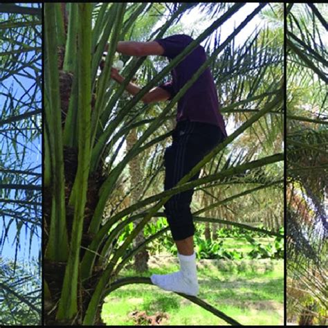 Placement Of Data Loggers Ibutton Ds1923 With Stevenson Screen Download High Quality