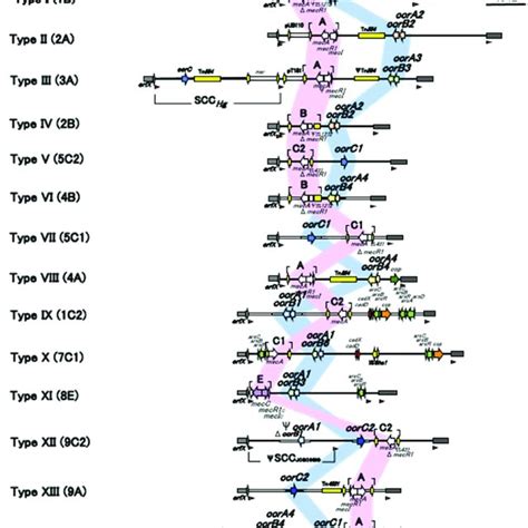 Schematic Comparison Of The Current Sccmec Types 14 December 2021 Download Scientific