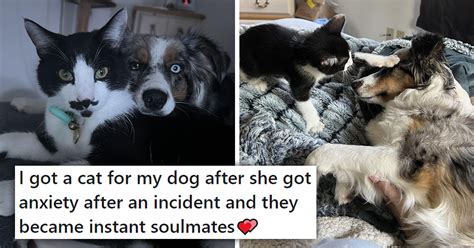 They Became Instant Soulmates Person Adopts Tiny Emotional Support