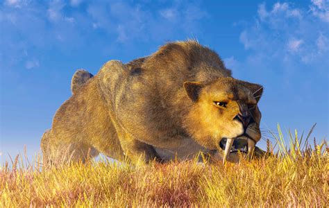 Young Saber Toothed Cats Had Double Fangs But For Good Reason