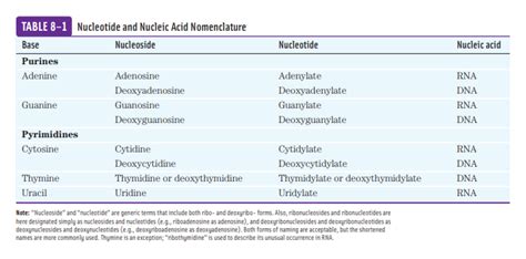 Nucleoside Definition Types Structure Functions