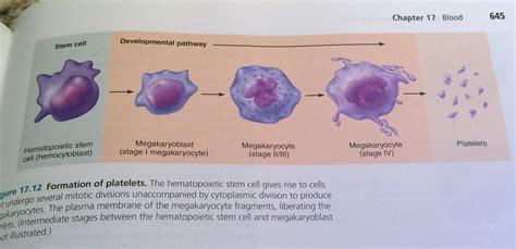 Formation Of Platelets Platelets Plasma Membrane Stem Cells