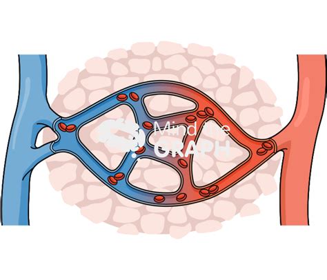 Normal Capillaries Full