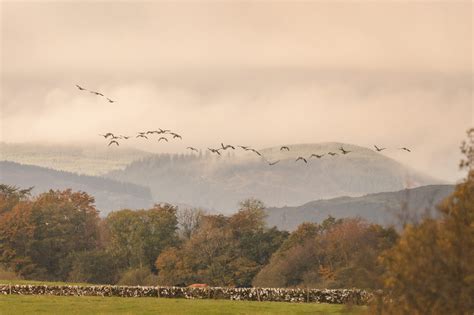 The Beginnings Of Migration… Wild Goose Festival
