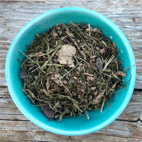 Dried Herbs Rustyback Fern Leaves Asplenium Ceterach Syn Ceterach Officinarum Herba Kering