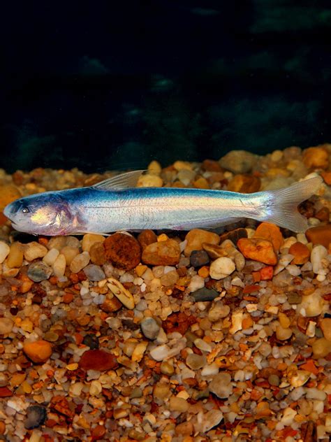 Cetopsis Coecutiens Jr Tropical Fish