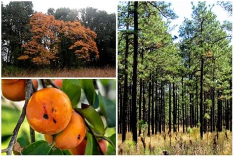 8 Alabama Native Trees To Plant Today