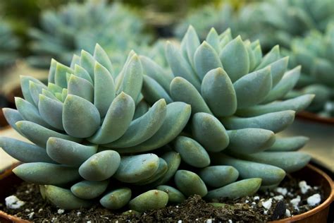 Counting Duplicate Values In Javascript Arrays By Otutu Chidinma Janefrances Medium