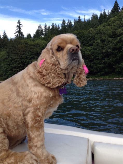 American Cocker Spaniel With Feathers In Hair