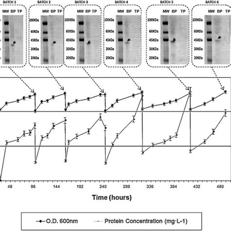 Bioprocess Flowchart Showing The Semicontinuous Operation For The Download Scientific Diagram