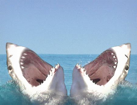 Mandatory S Of The Week Shark Week Edition