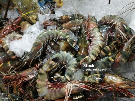 큰 신선한 랍스터 새우 전당포 생선 그리고 레스토랑에서 조개 신선한 해산물 바베 큐에 대 한입니다 잡아 쉘 짜기 후 아 힌 야시장에서 조개 큰 게 가리비에 대한 스톡 사진