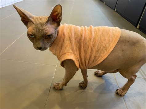 스핑크스 다롱 렉돌분양가격 브리숏분양가격 브리티시숏헤어분양가격 러블분양가격 티컵비숑프리제분양 티컵포메라니안분양 티컵말티즈분양 티컵말티푸분양 티컵푸들분양 티컵강아지분양