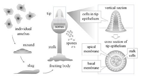 7 Close Up Of The Social Cycle In Dictyostelium Note The Tip Download Scientific Diagram